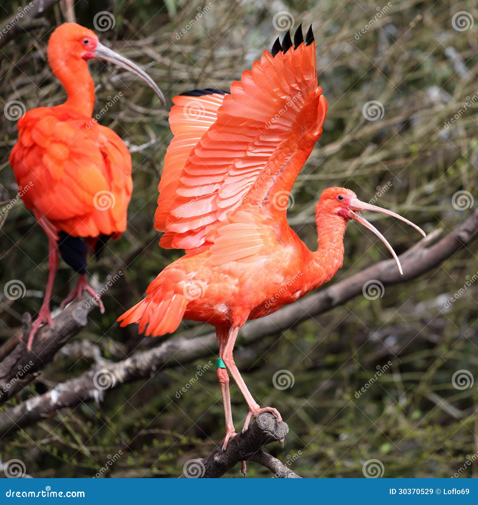 Scarlet Ibis, Eudocimus Ruber Stock Image - Image of eudocimus, scarlet ...