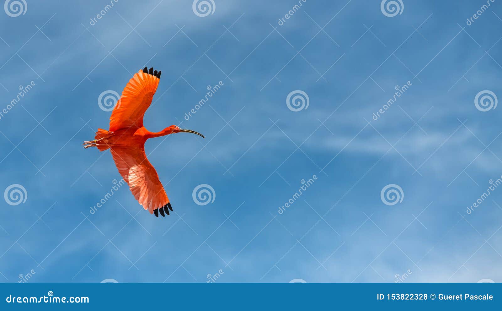Scarlet Ibis, A Wild Bird Of Intense Color Considered One Of The Most ...