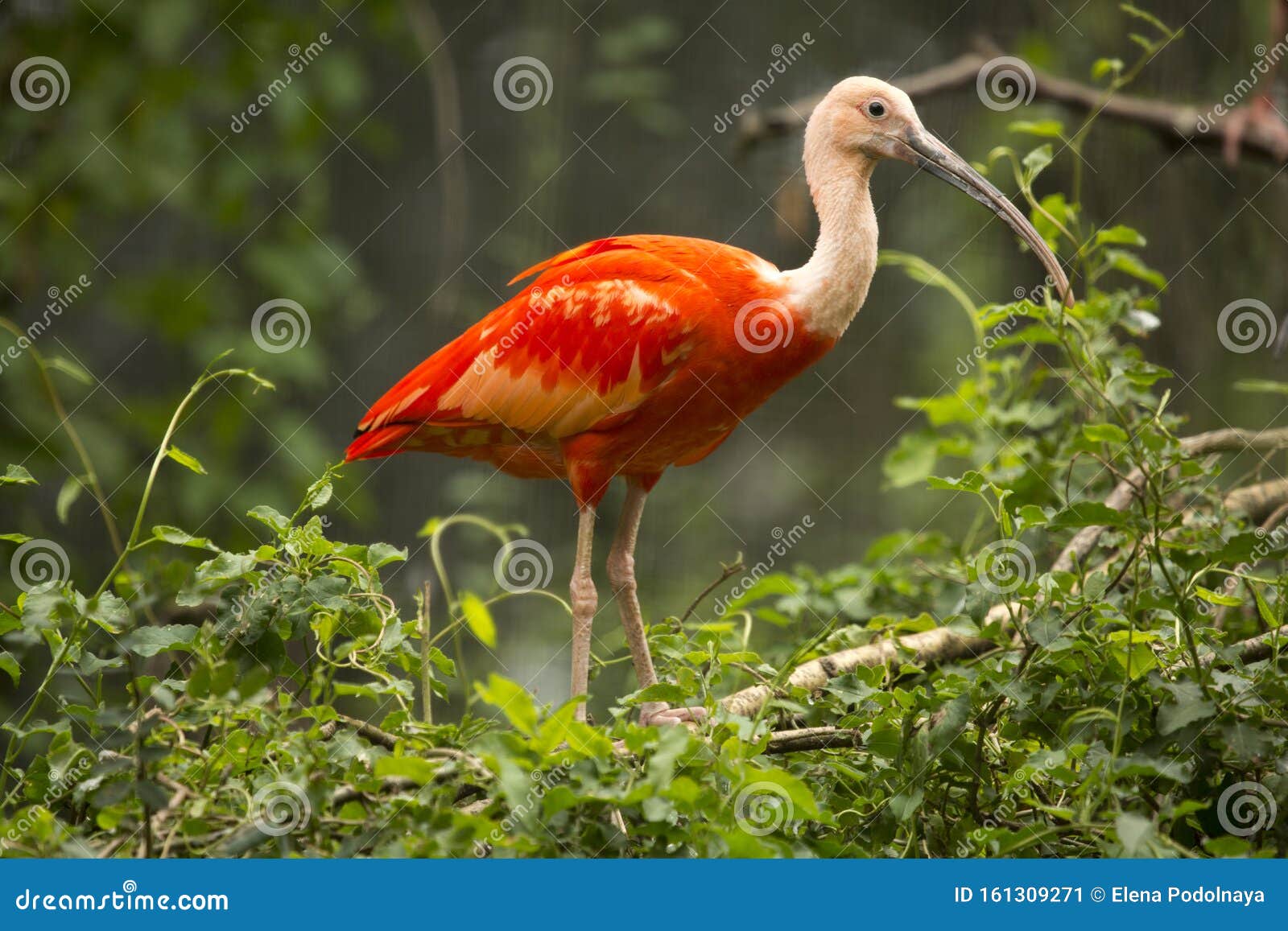 The Scarlet Ibis Eudocimus Ruber. Stock Image - Image of ibis, wild ...