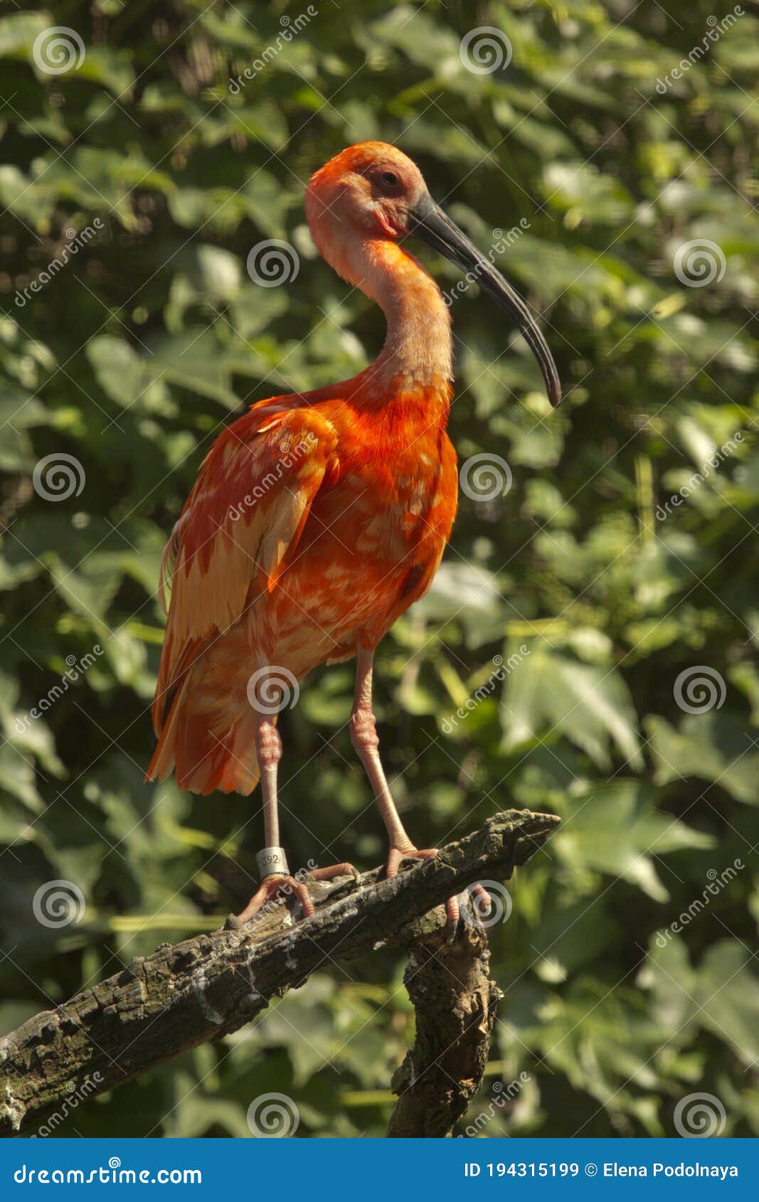 The Scarlet Ibis Eudocimus Ruber. Stock Image - Image of scarlet, beak ...