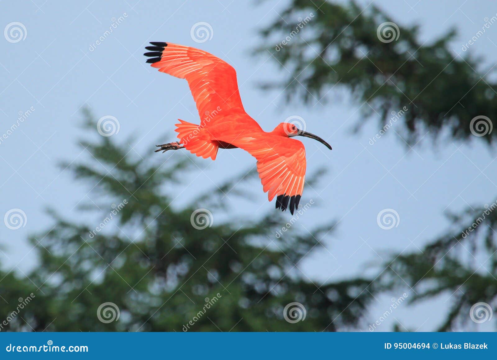 Scarlet Ibis, A Wild Bird Of Intense Color Considered One Of The Most ...