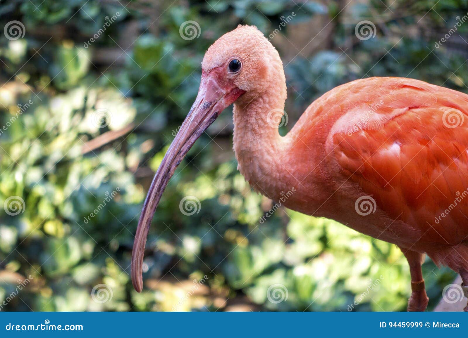 The Scarlet Ibis Red Ibis Eudocimus Ruber Stock Image - Image of beauty ...