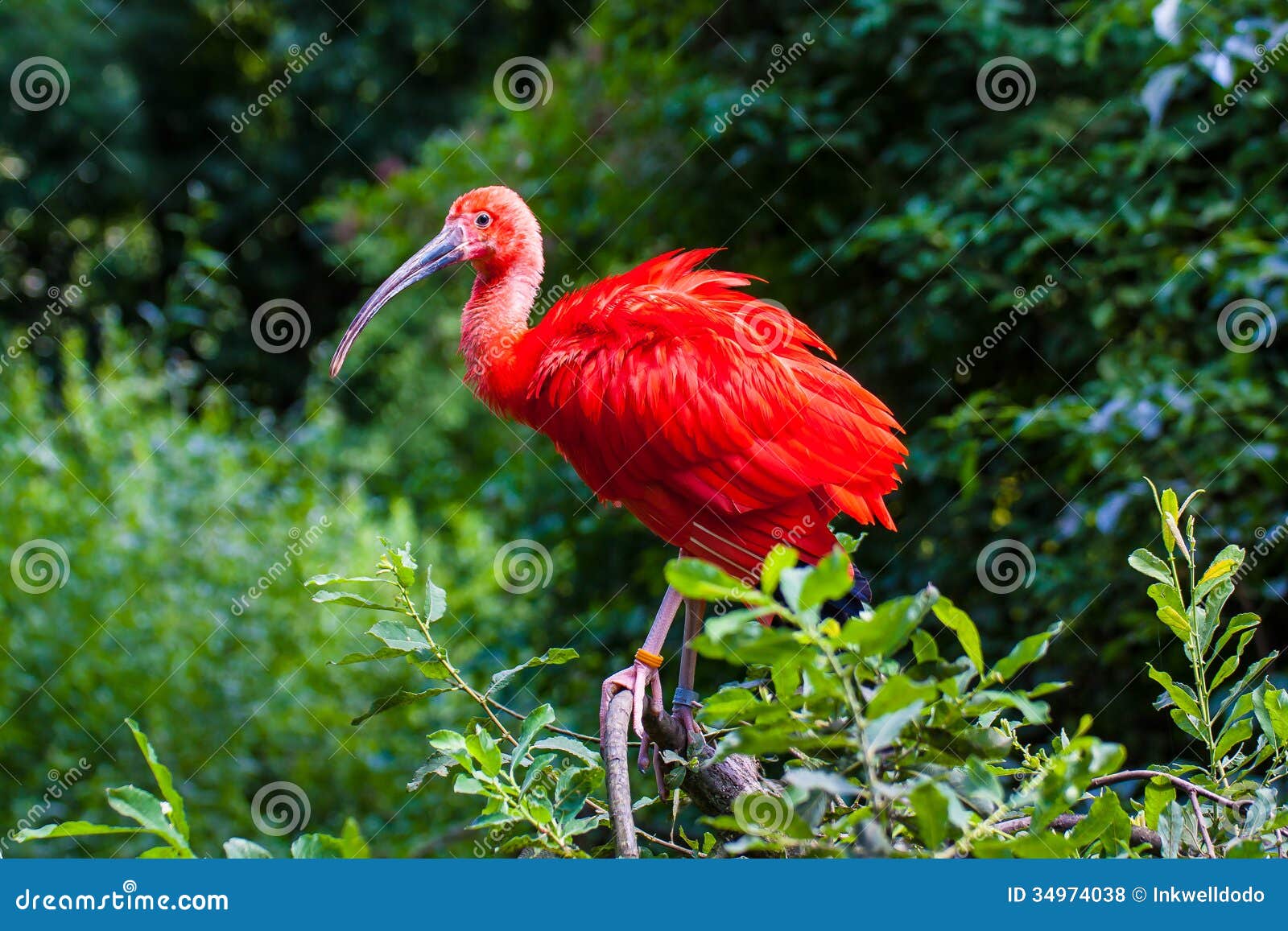 Scarlet Ibis stock photo. Image of orange, animal, south - 34974038