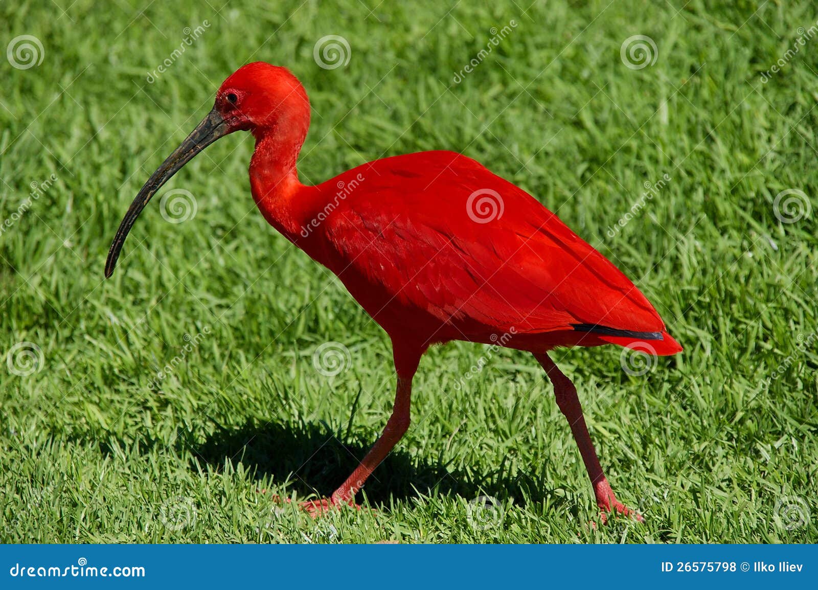 Scarlet Ibis, South Africa stock photo. Image of birds - 26575798