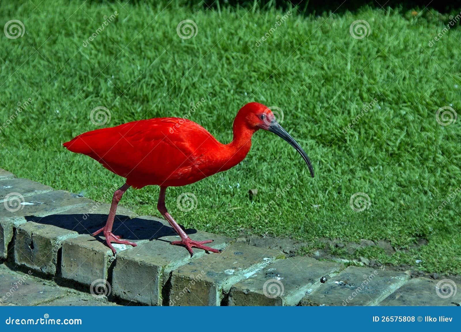 Scarlet Ibis, South Africa stock photo. Image of color - 26575808