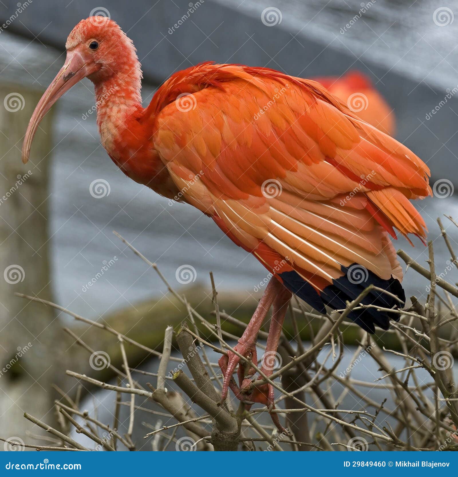 Scarlet ibis 1 stock photo. Image of flight, species - 29849460