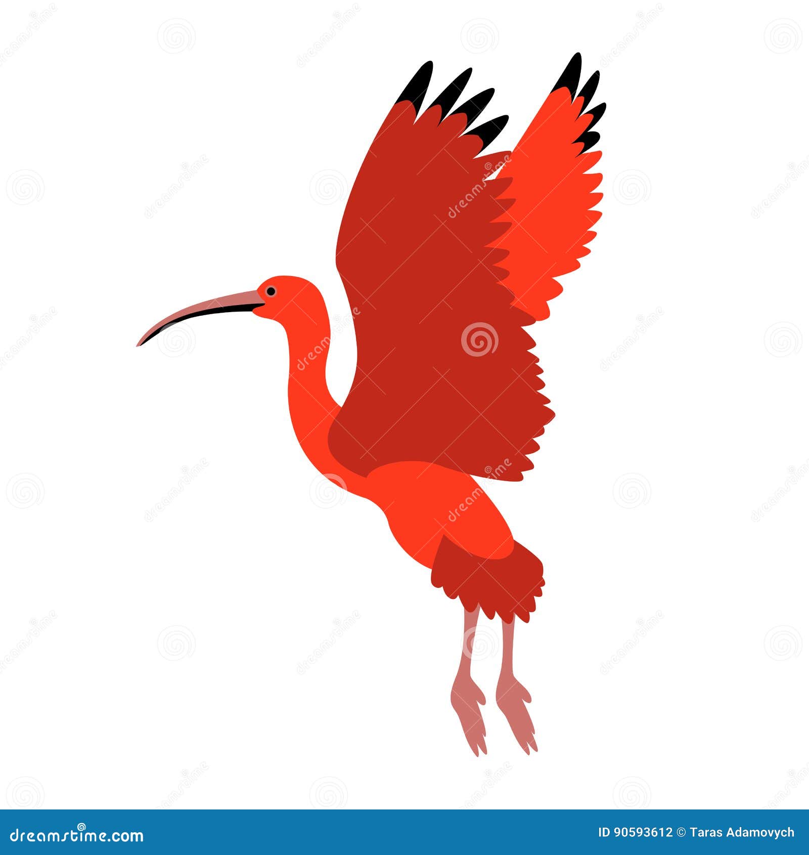 Scarlet Ibis Bird Hand Draw Watercolor Illustration Royalty-Free ...