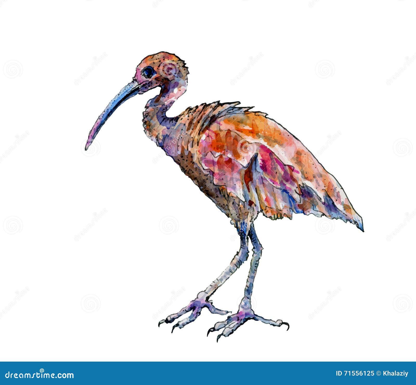 Scarlet ibis stock vector. Illustration of leaf, nature - 71556125