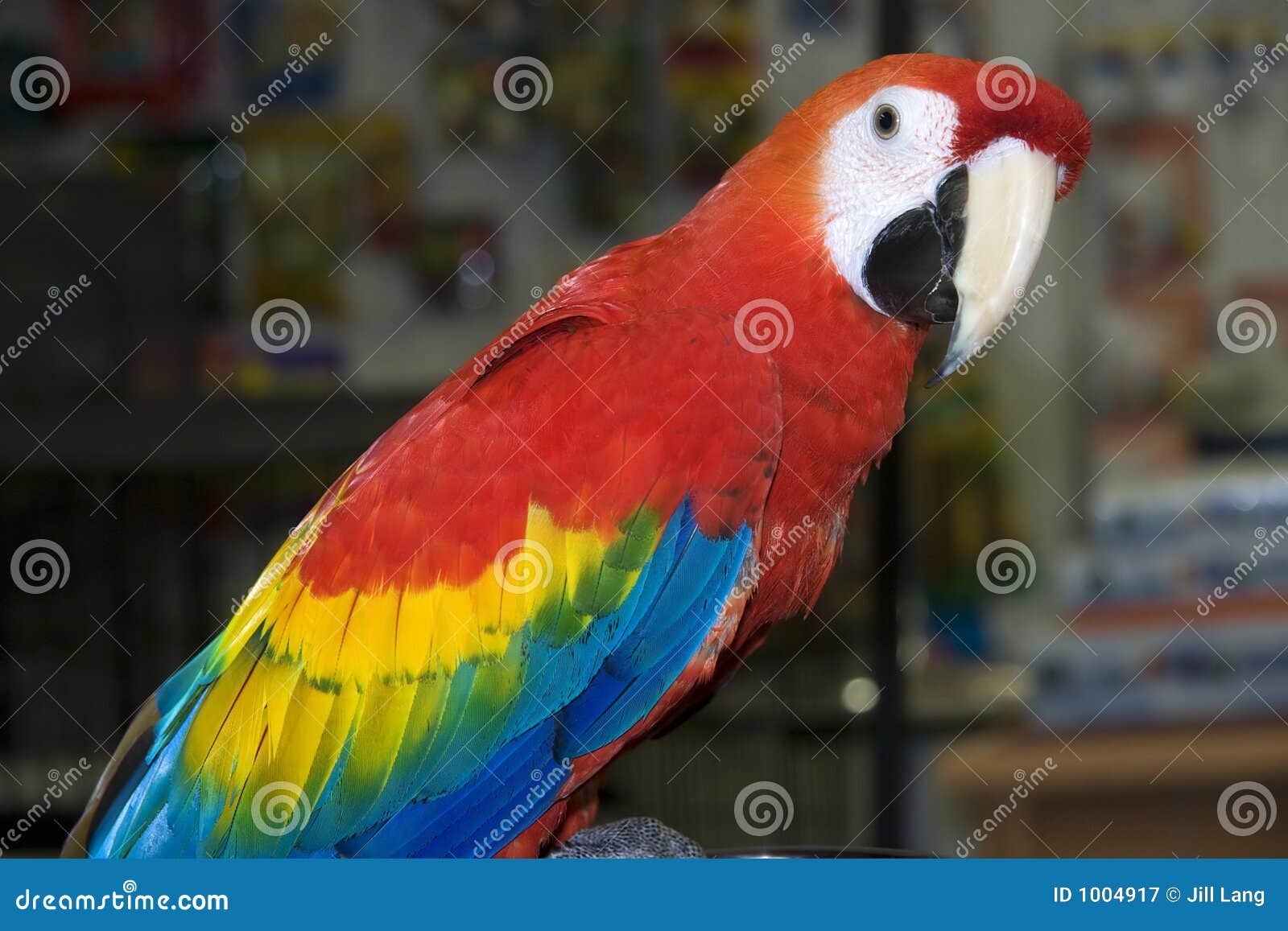 Scarlet Macaw In The Jungle Of Ecuador With Tropical Rainforest In The ...