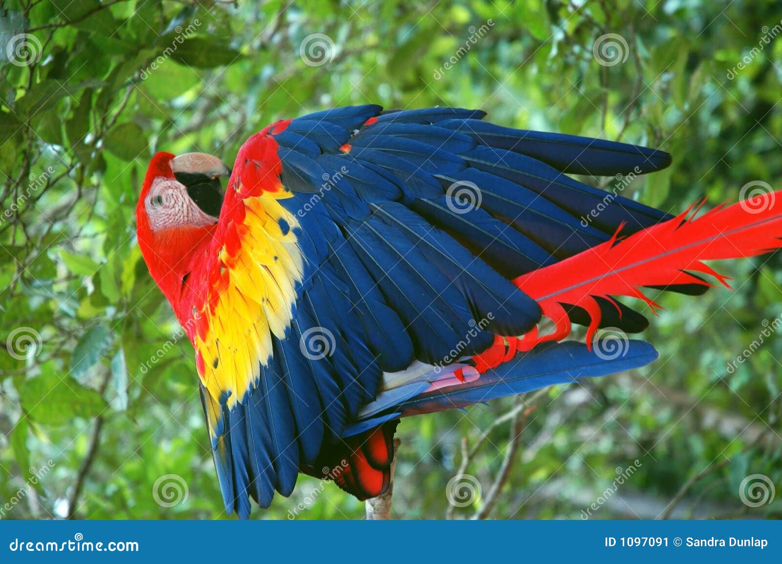 Scarlet Macaw 01 Stock Photo | CartoonDealer.com #2625006