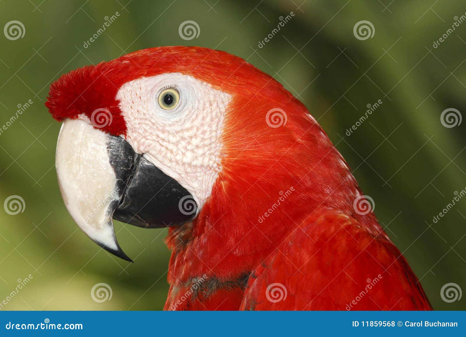 Scarlet Macaw stock photo. Image of profile, head, species - 11859568