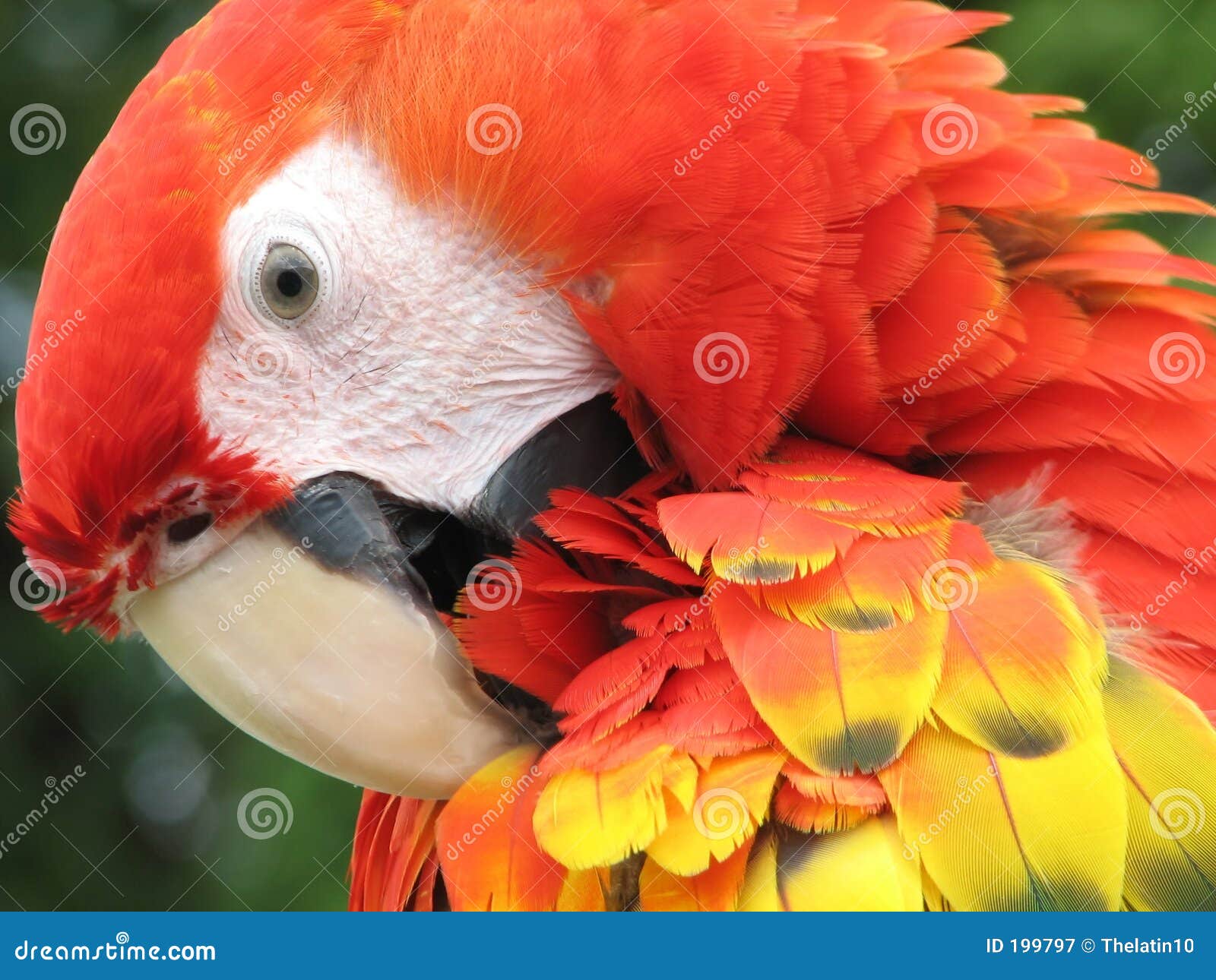 Scarlet Macaw stock image. Image of parrot, wings, nature - 199797