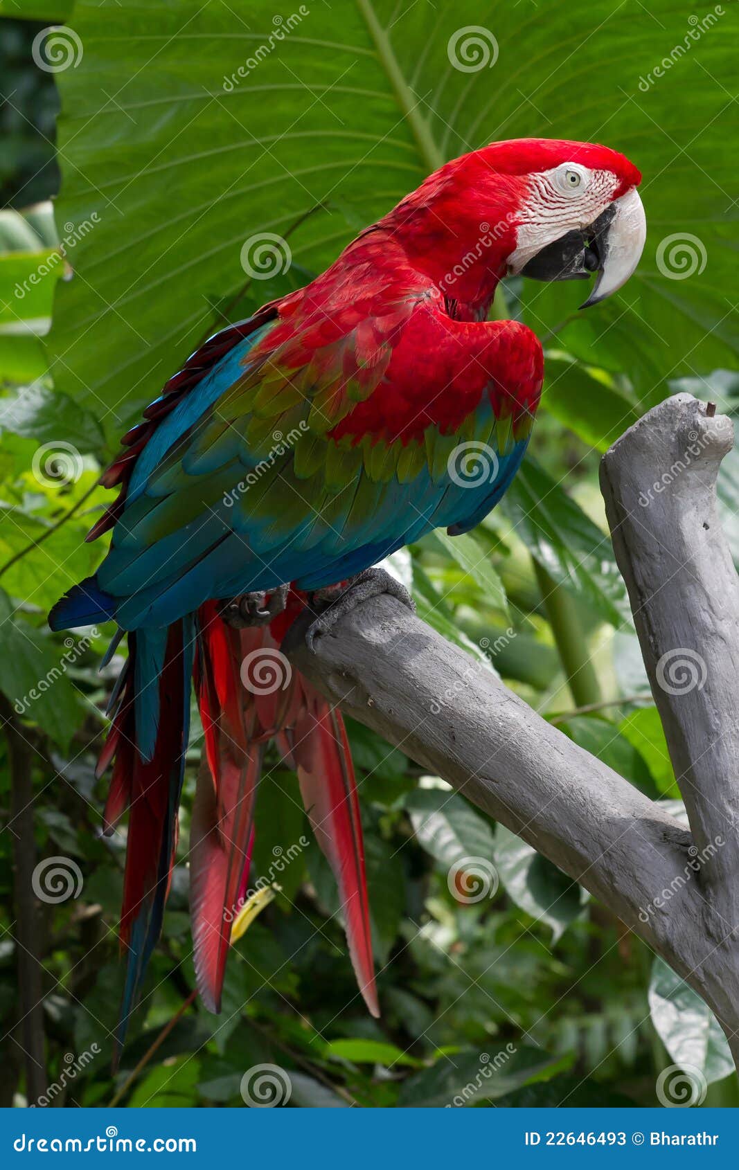 Scarlet Macaw stock image. Image of feather, bird, wildlife - 22646493