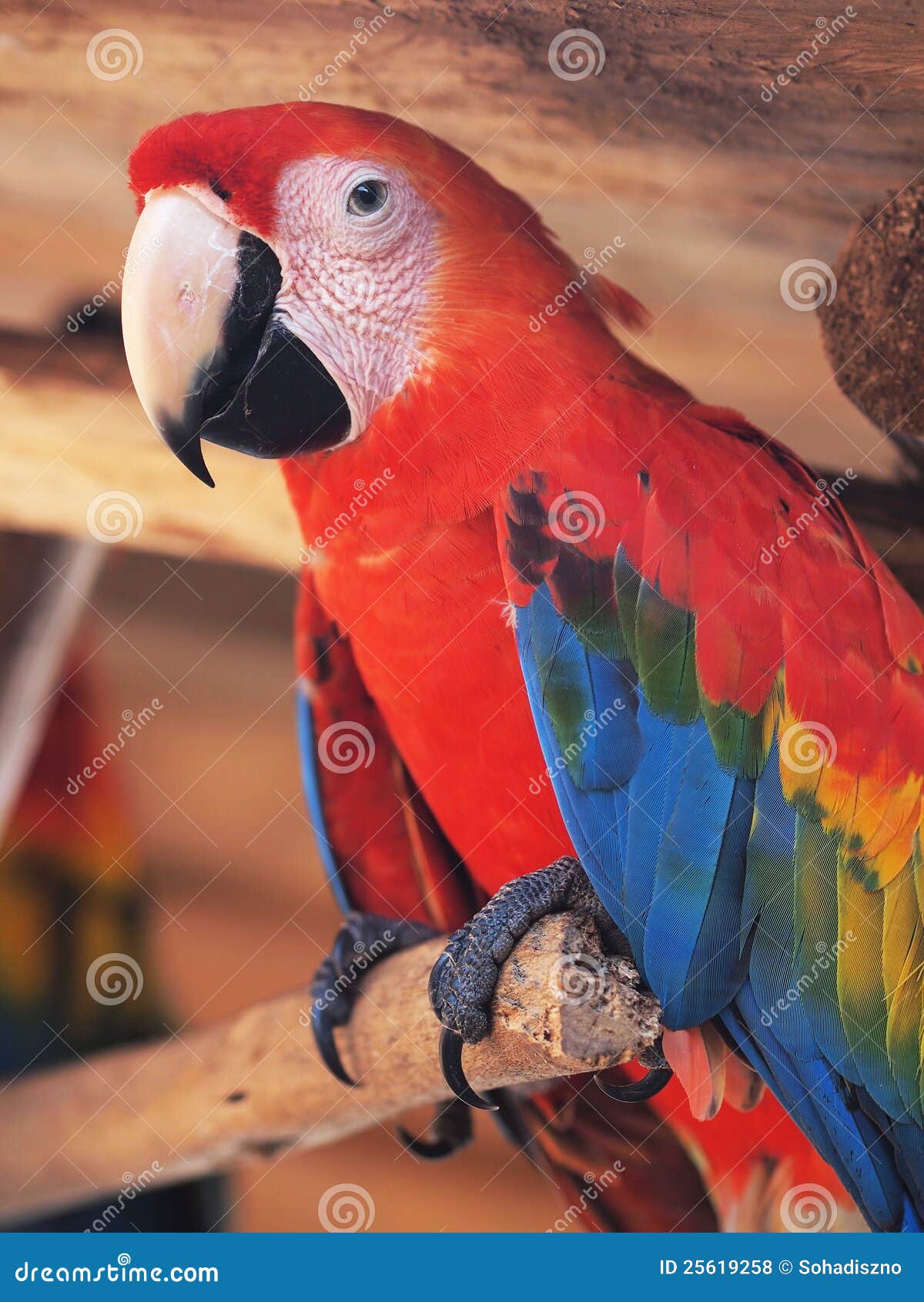 Scarlet Macaw stock photo. Image of reserve, amazonas - 25619258