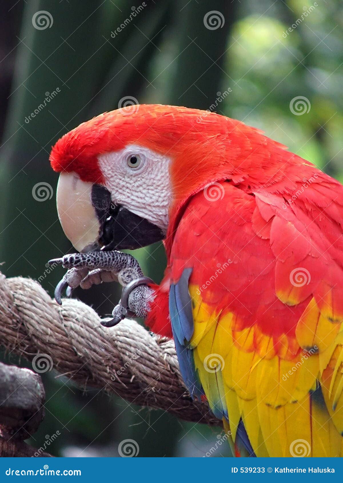 Scarlet Macaw stock image. Image of avian, beak, claw, gold - 539233