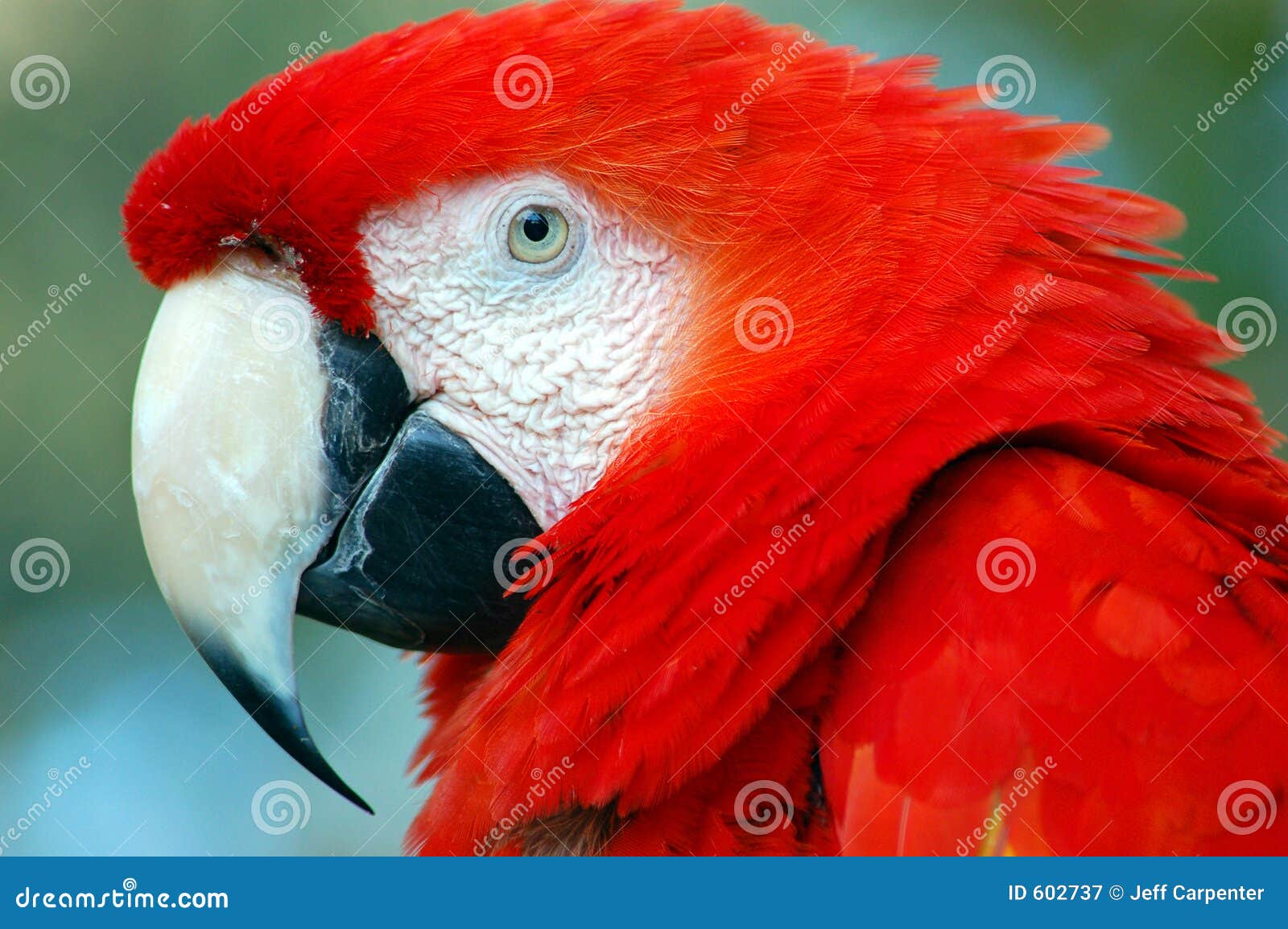 Scarlet Macaw In The Jungle Of Ecuador With Tropical Rainforest In The ...