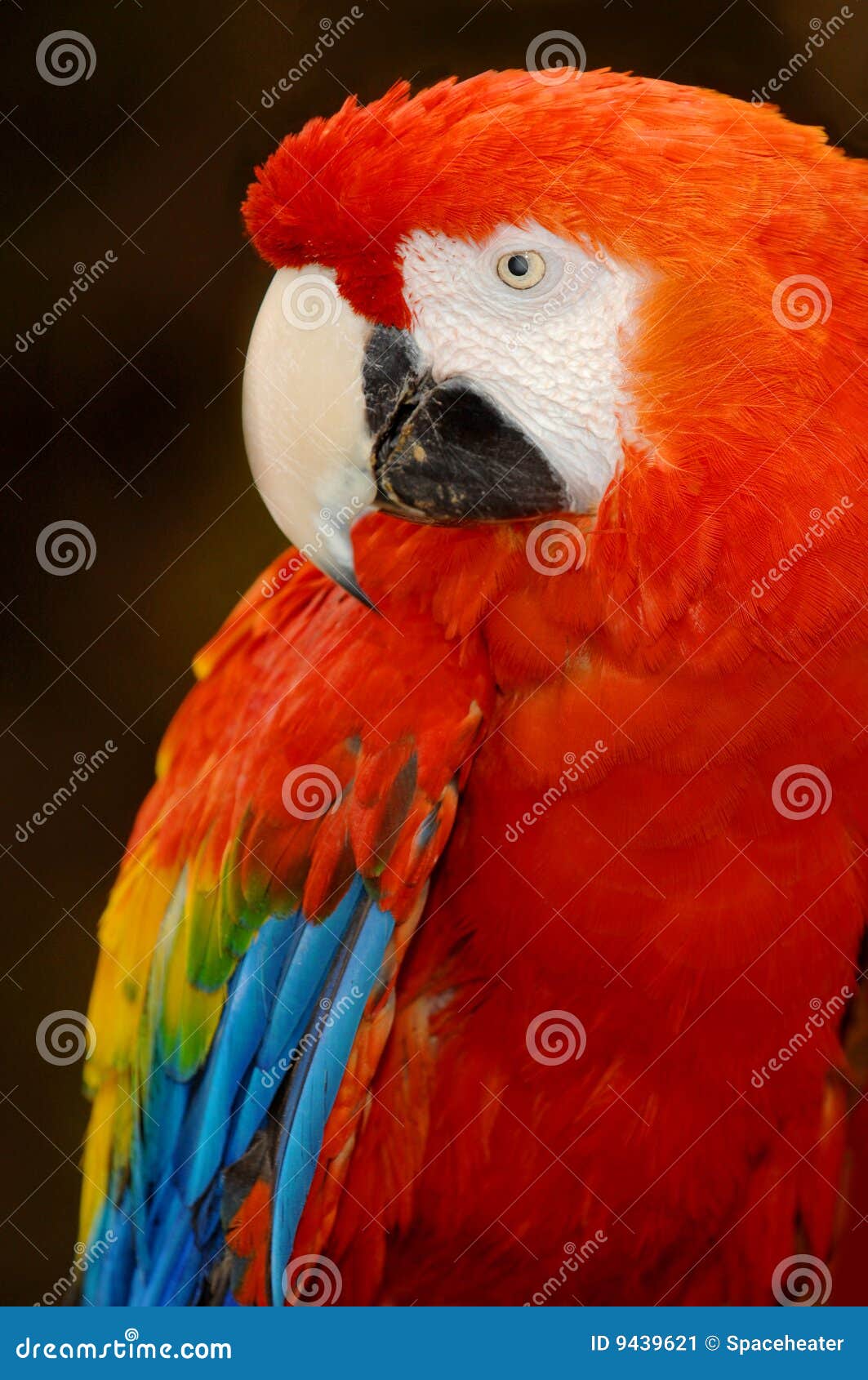 Scarlet Macaw stock image. Image of feathers, wildlife - 9439621