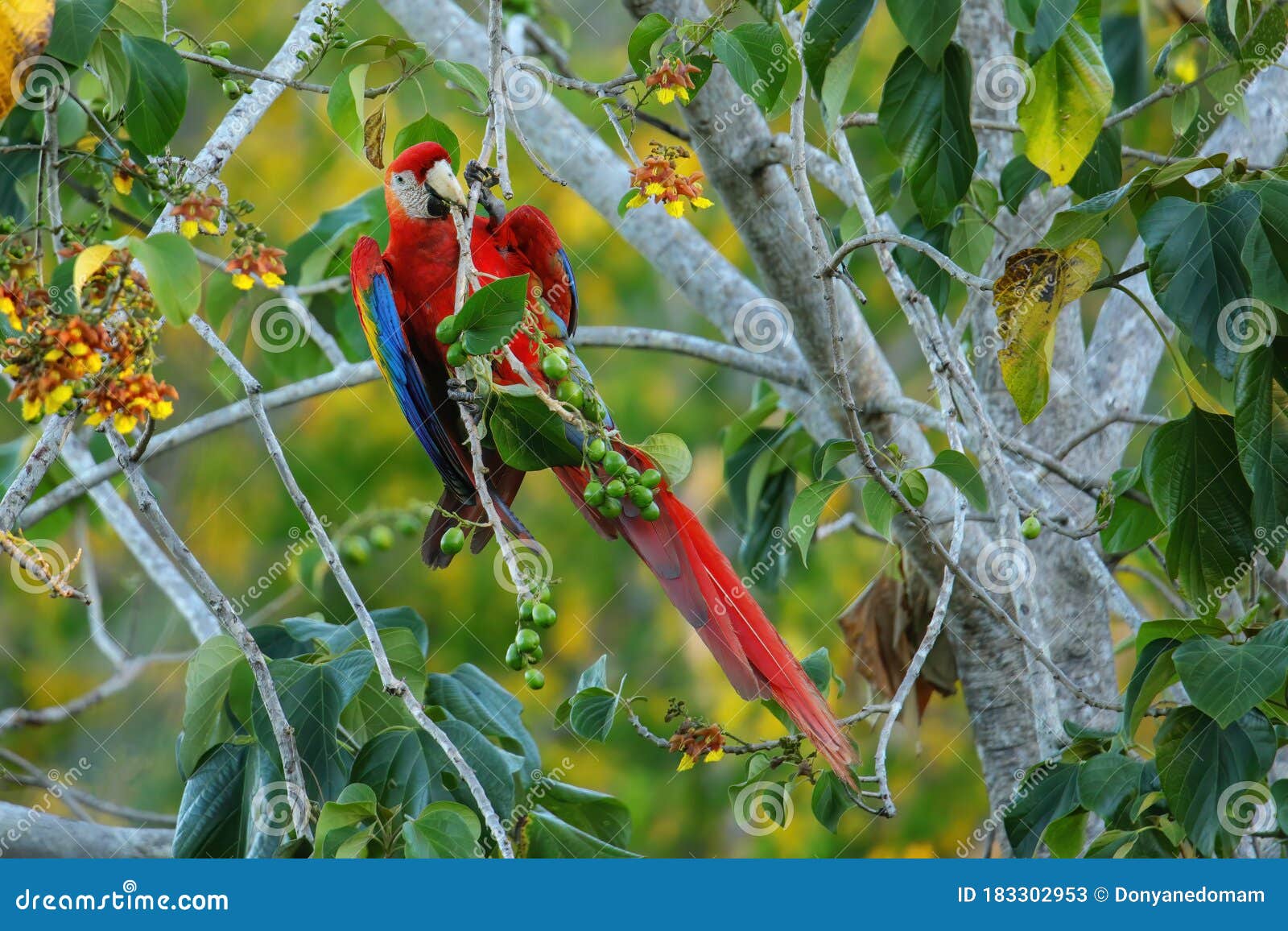 Scarlet Macaw Ara Macao Eating Fruit in a Tree Stock Image - Image of ...