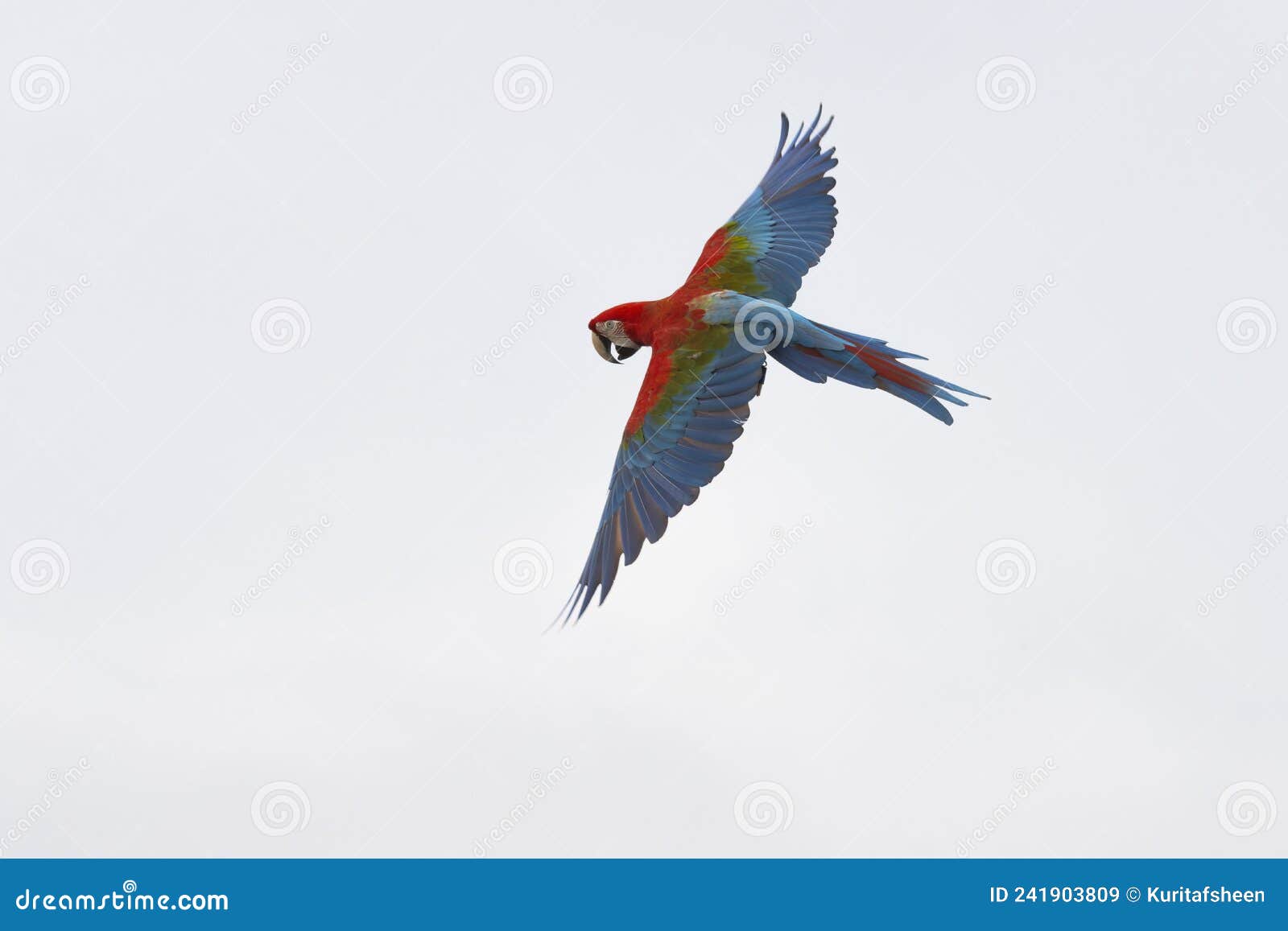The Scarlet Macaw Ara Macao Flying through on Sky Stock Image - Image ...