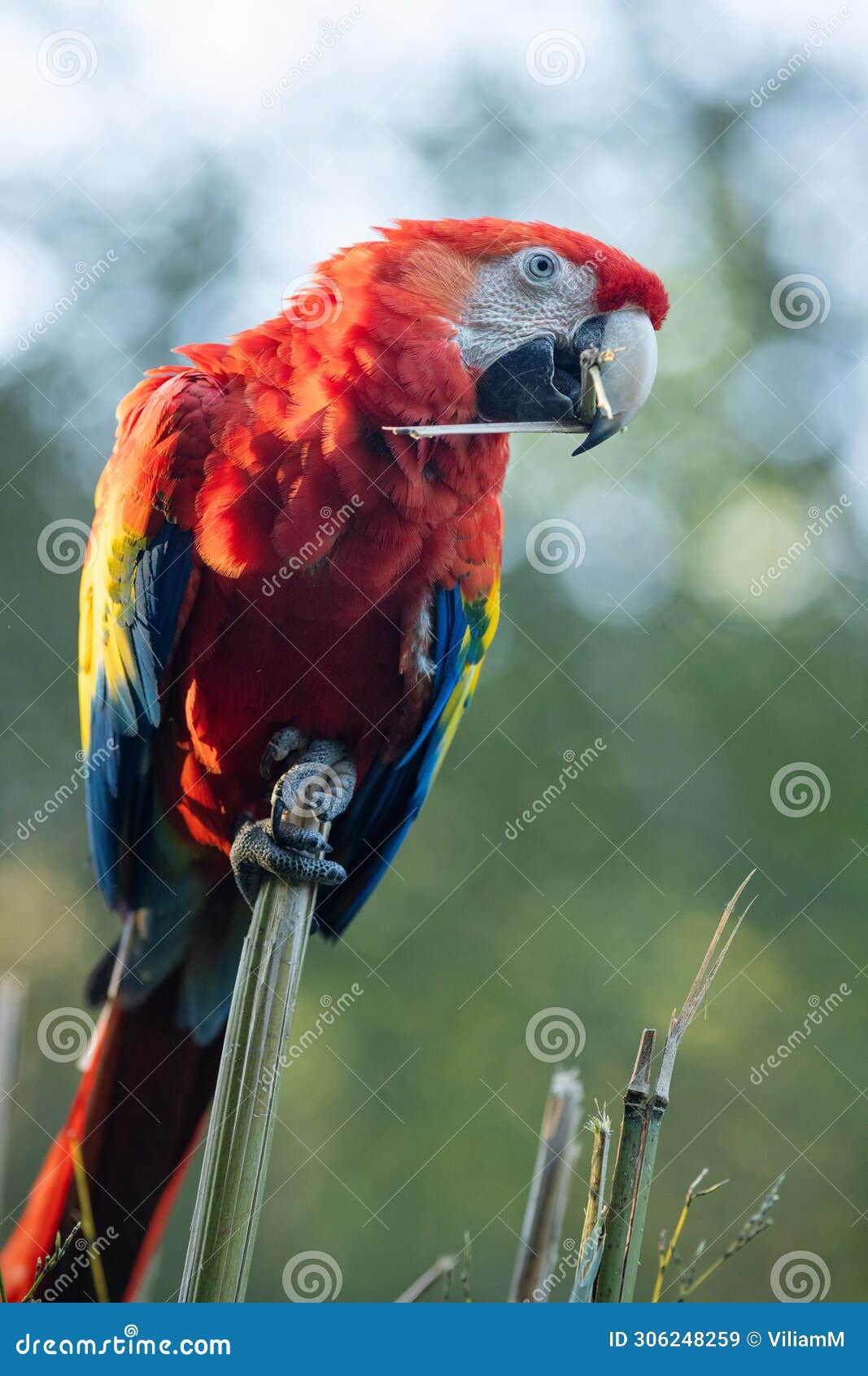 The Scarlet Macaw (Ara Macao), Large Red Tropical Parrot Stock Image ...
