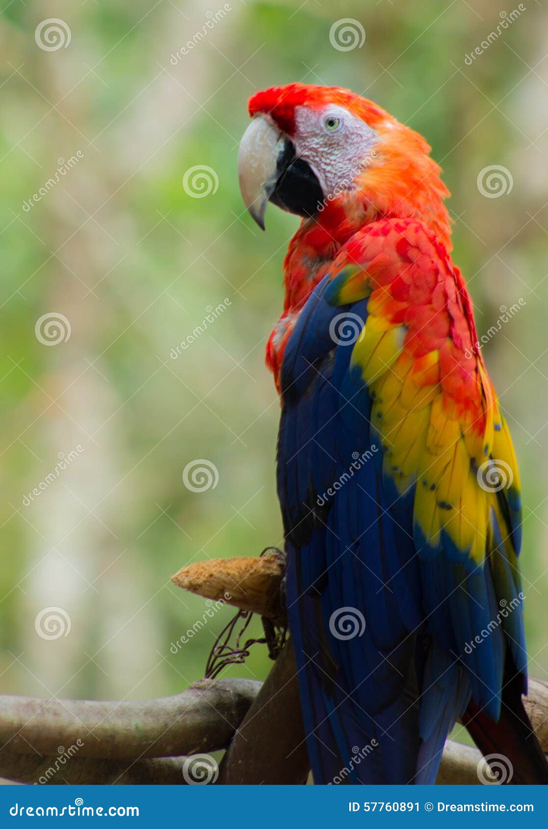 Scarlet Macaw stock image. Image of blue, furry, feathers - 57760891