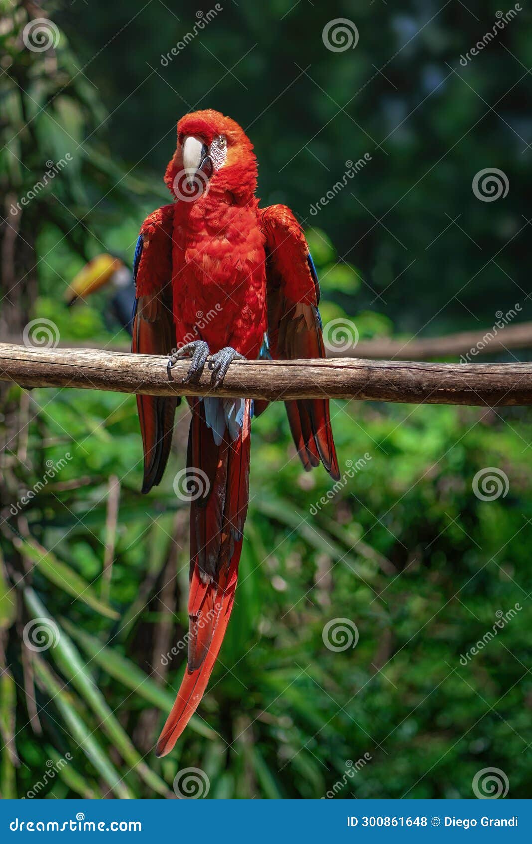 Scarlet Macaw bird stock photo. Image of natural, color - 300861648