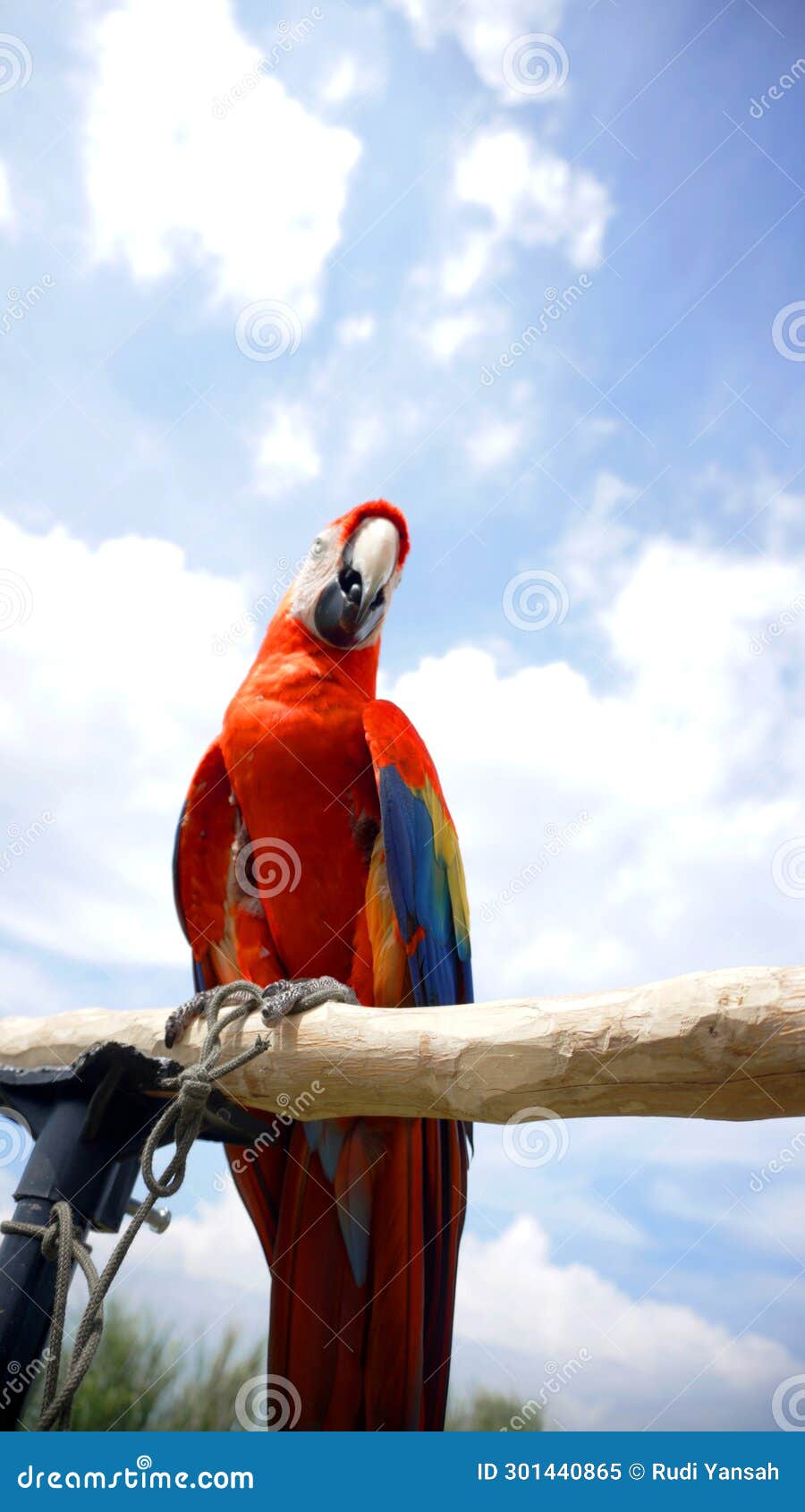 Scarlet Macaw on Brown Wood during Daytime with Sky Stock Image - Image ...