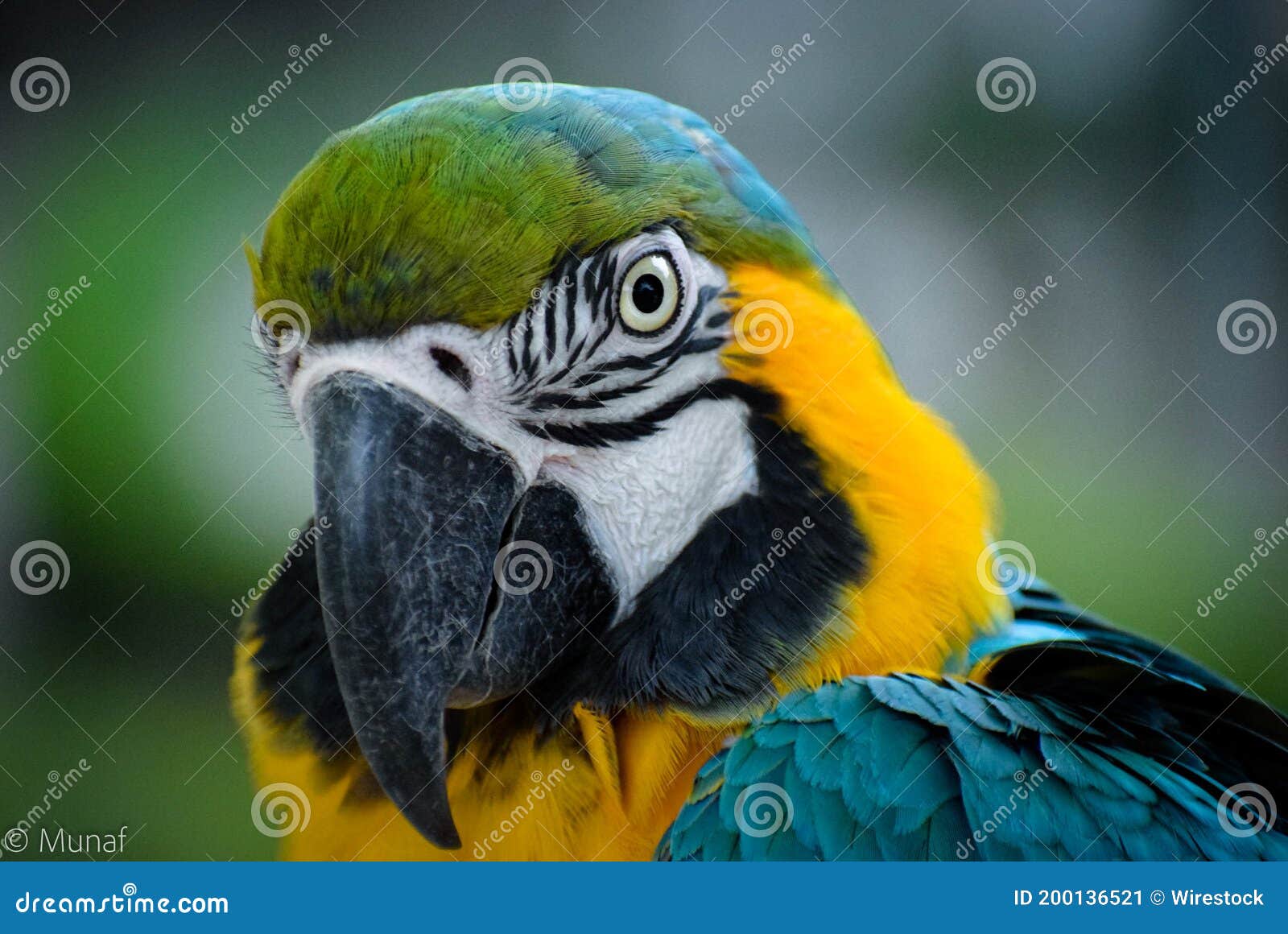 Scarlet Macaw Close Up of Face Stock Image - Image of beak, outdoor ...
