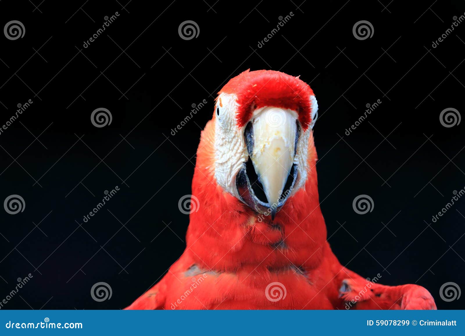 Scarlet macaw close up stock image. Image of beautiful - 59078299