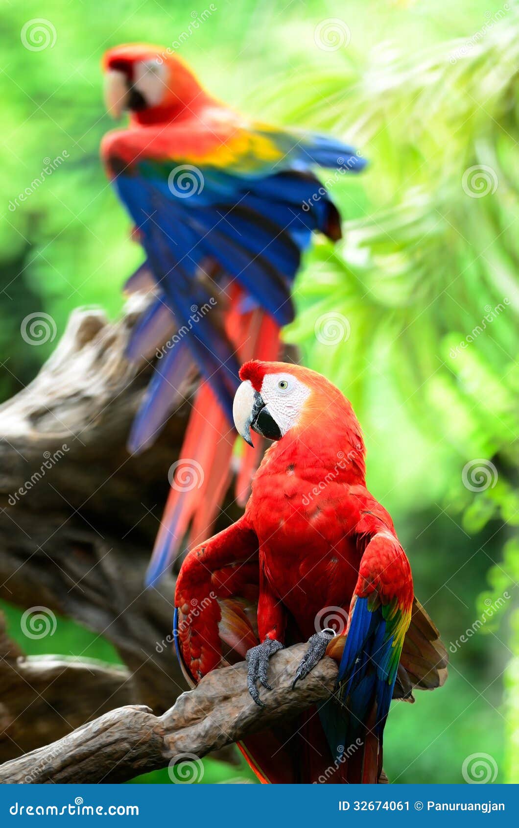 Scarlet Macaw stock image. Image of feather, nature, colorful - 32674061
