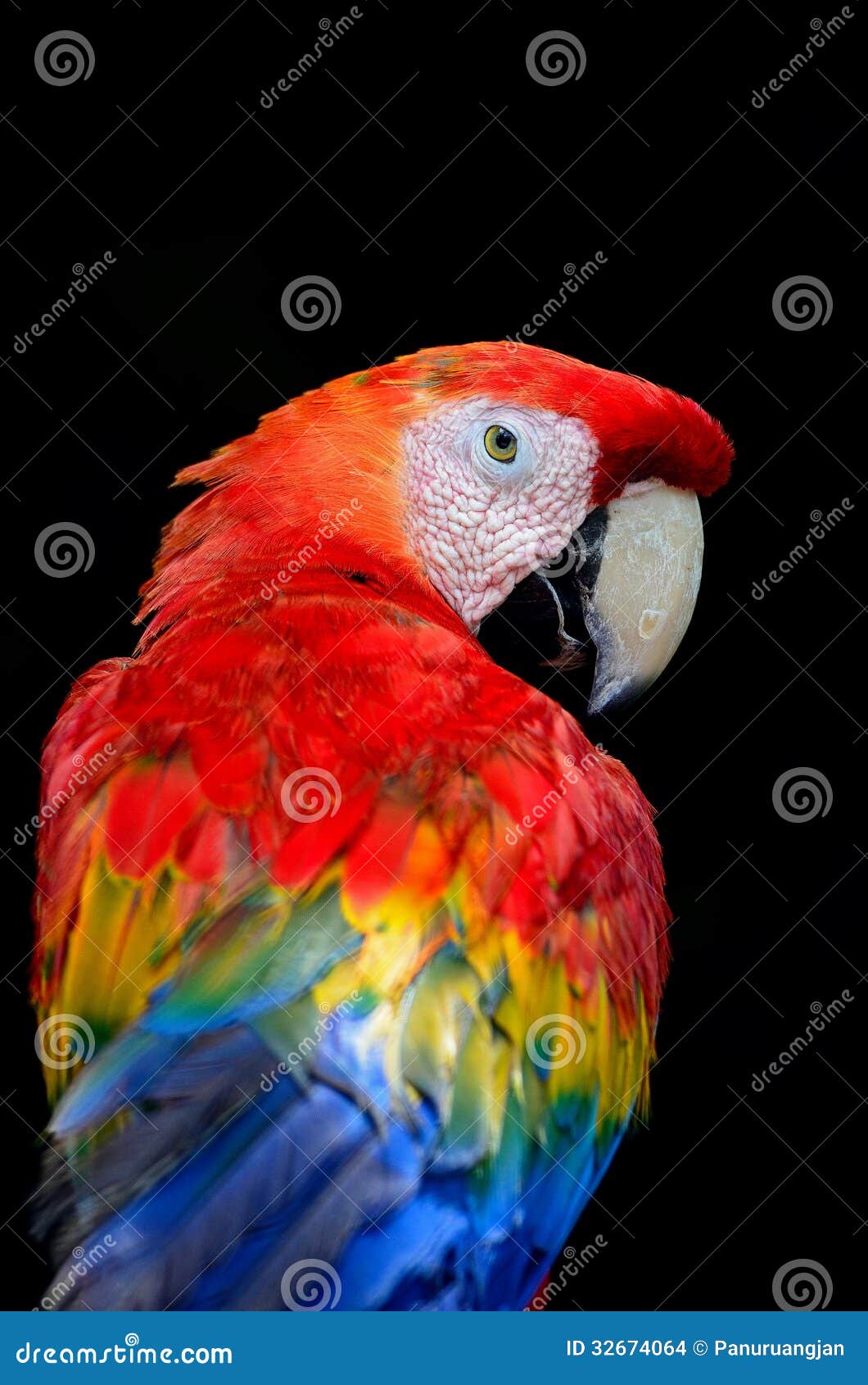 Scarlet Macaw stock photo. Image of natural, wildlife - 32674064
