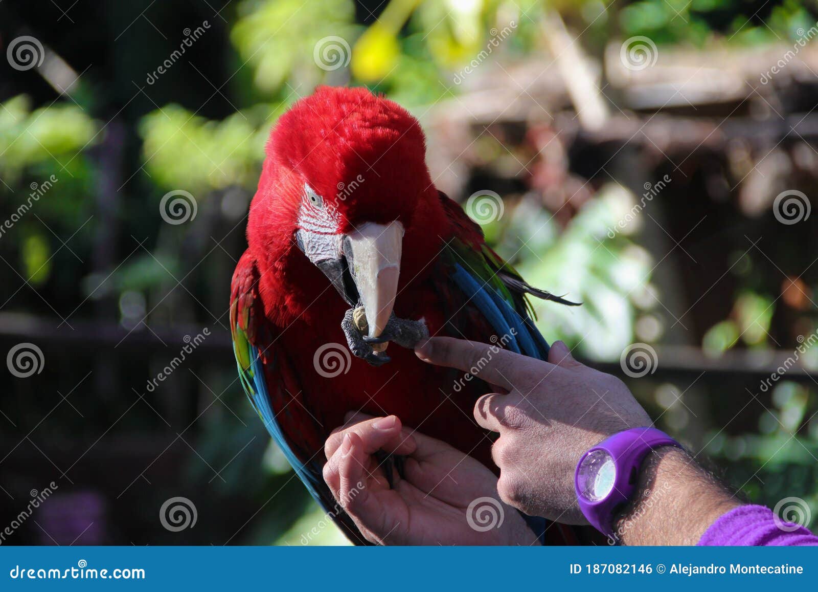 Scarlet Macaw Eating a Peanut. Large Red Parrot Stock Photo - Image of ...