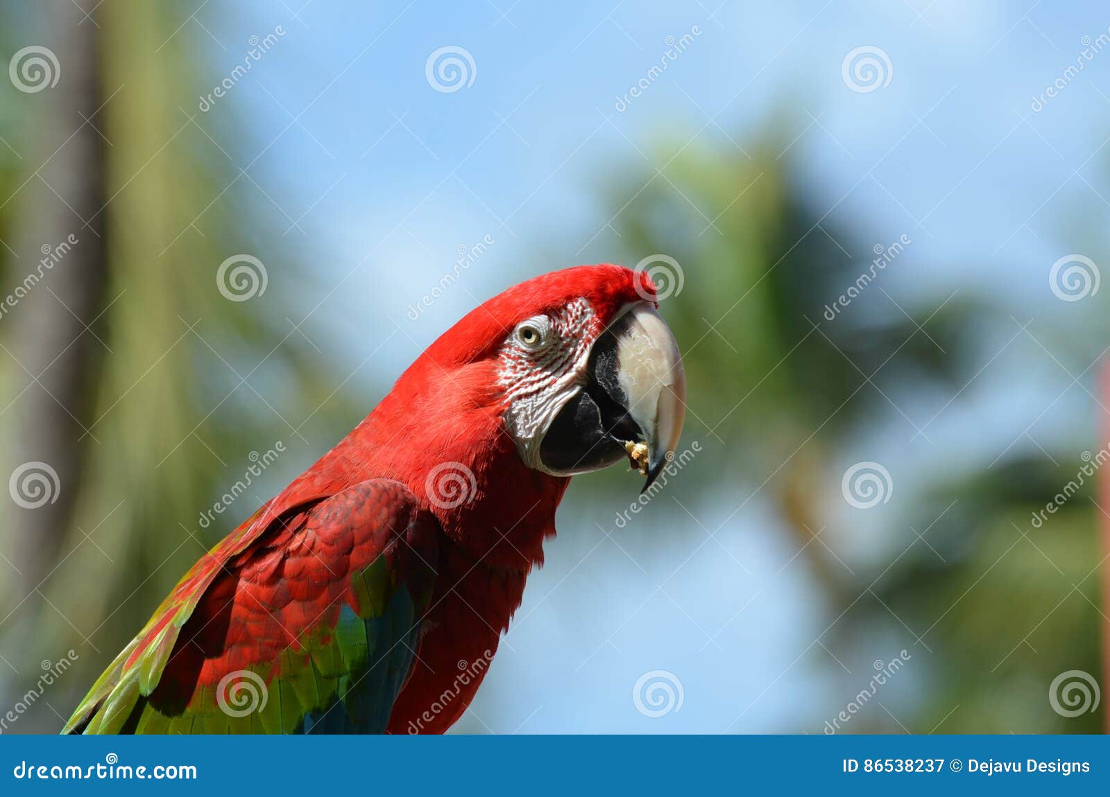Scarlet Macaw Eating a Seed with His Beak Stock Image - Image of ...