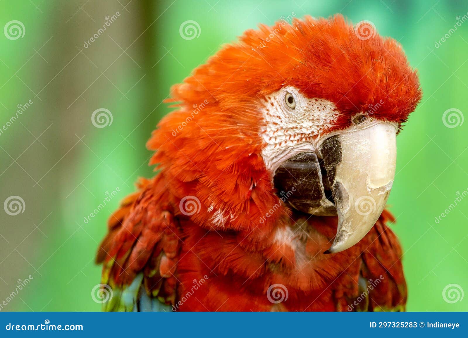 Scarlet Macaw face closeup stock image. Image of exotic - 297325283