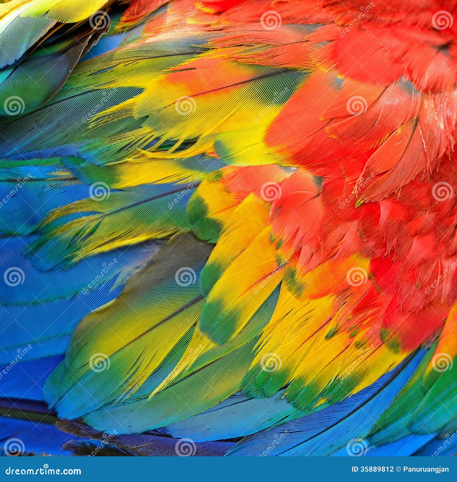 Scarlet Macaw Feathers Stock Photography | CartoonDealer.com #35889812