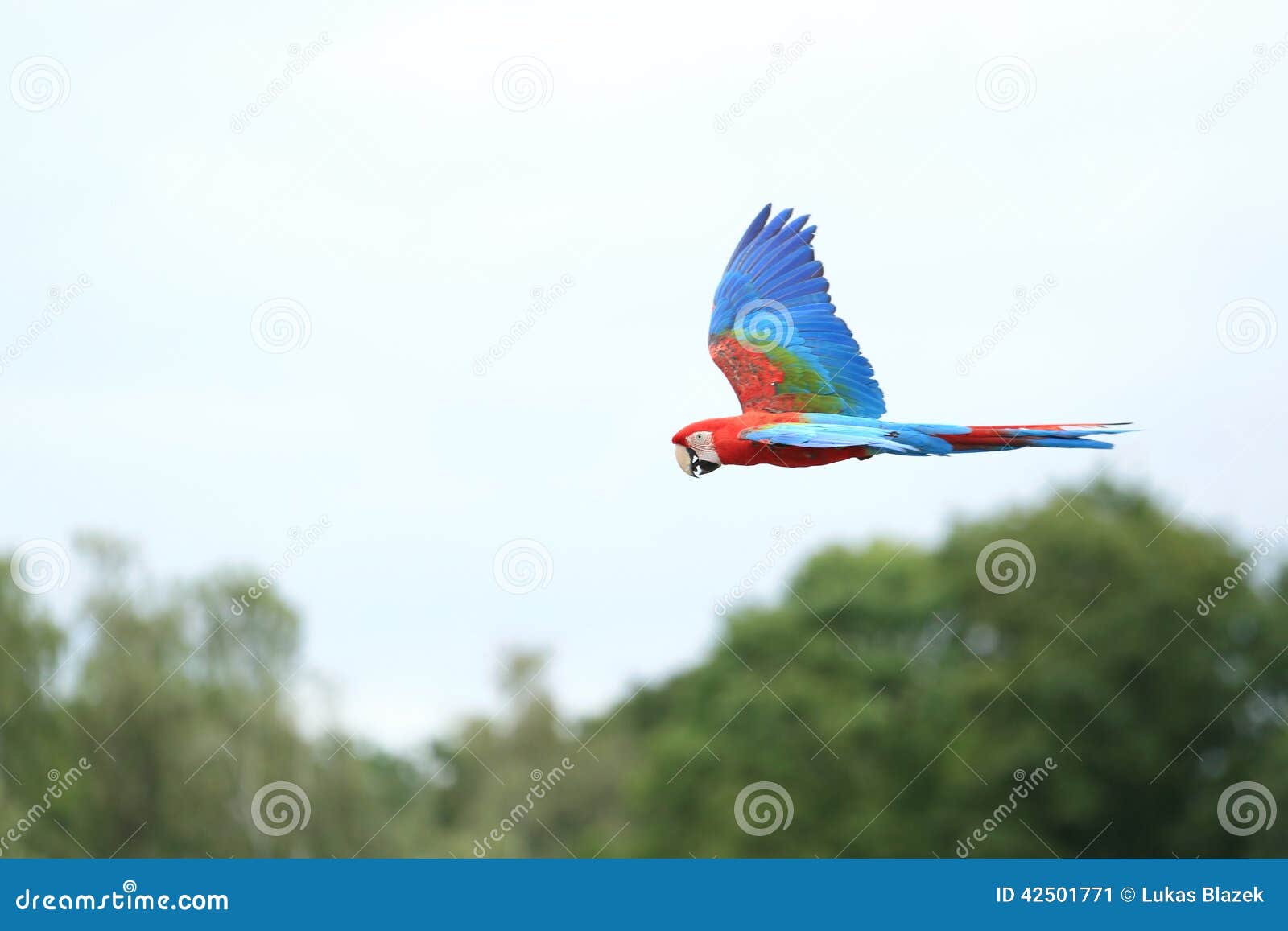 Scarlet Macaw in flight stock image. Image of adult, nature - 42501771