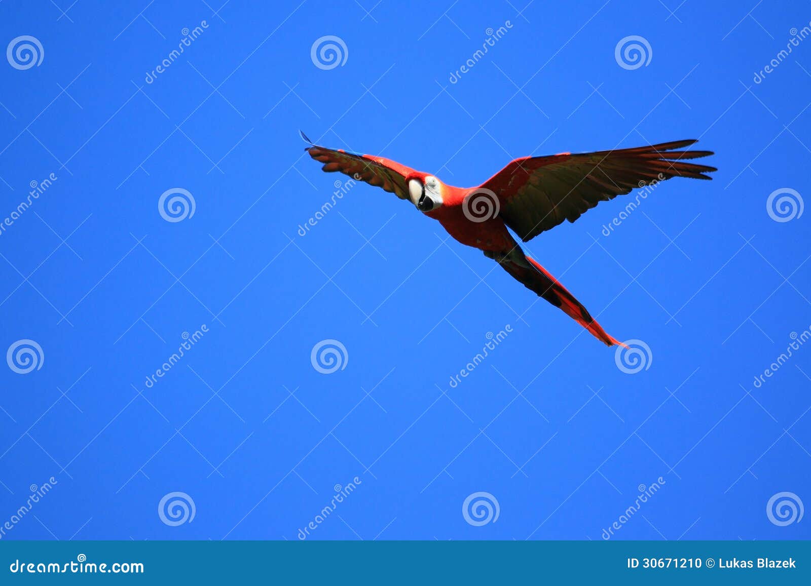 Scarlet macaw stock photo. Image of parrot, bird, flight - 30671210