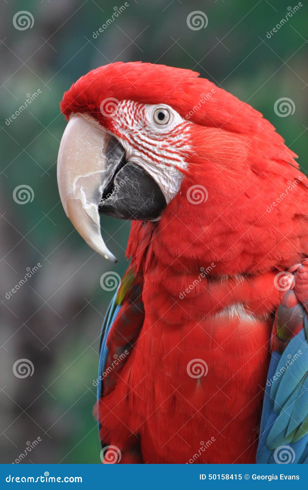 Scarlet macaw head stock image. Image of plummage, feathers - 50158415