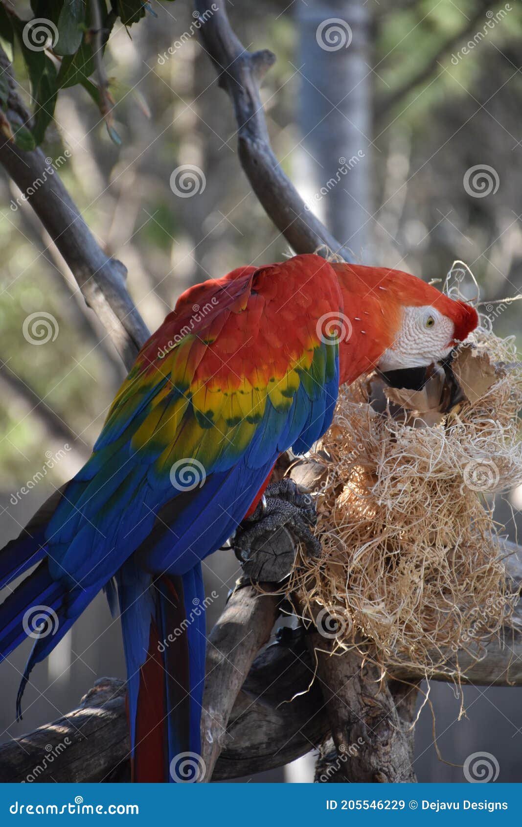 Scarlet Macaw Looking for Seeds in a Nest Stock Image - Image of macao ...