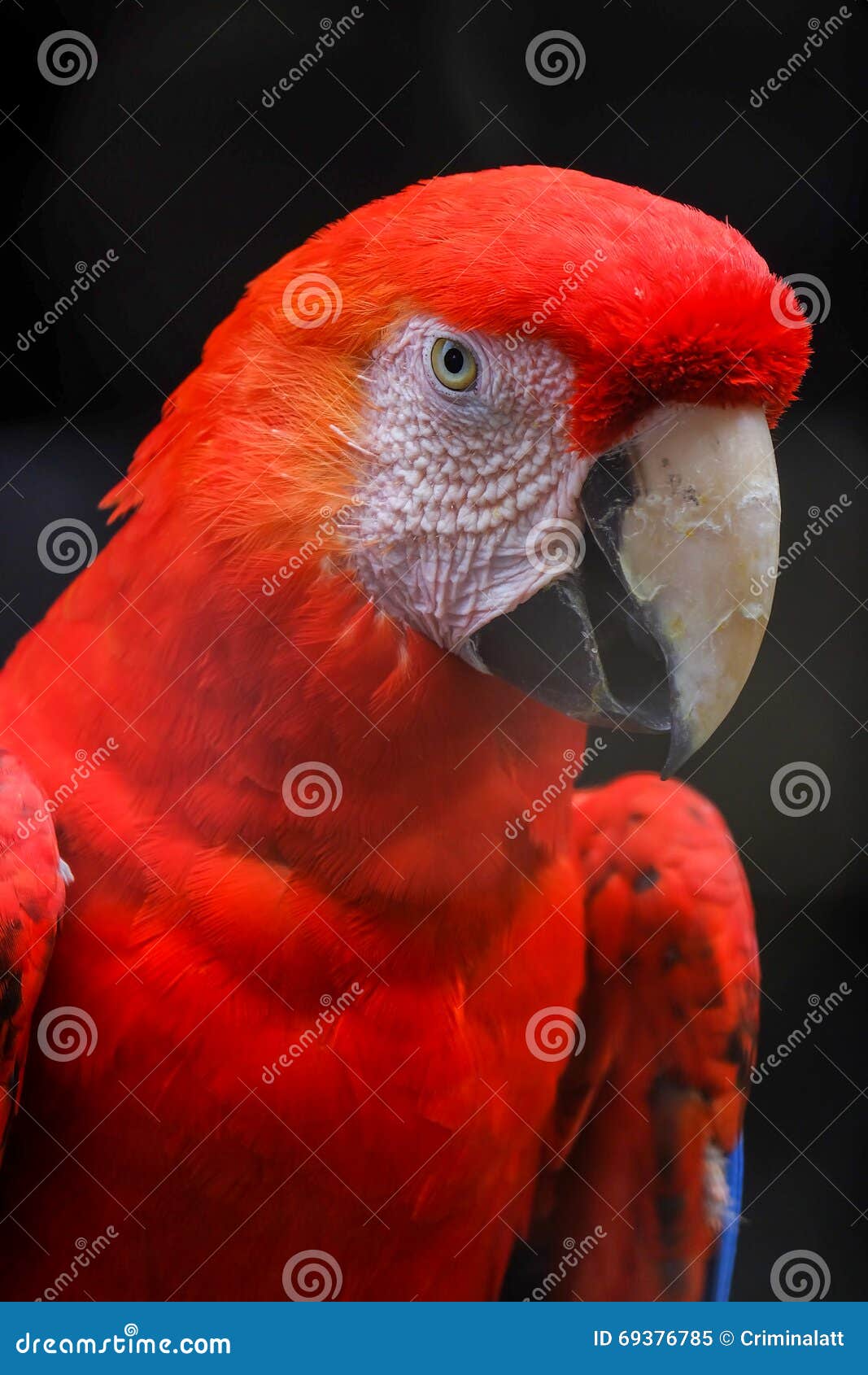 Scarlet Macaw Macaw Close Up Stock Image - Image of feather, beak: 69376785