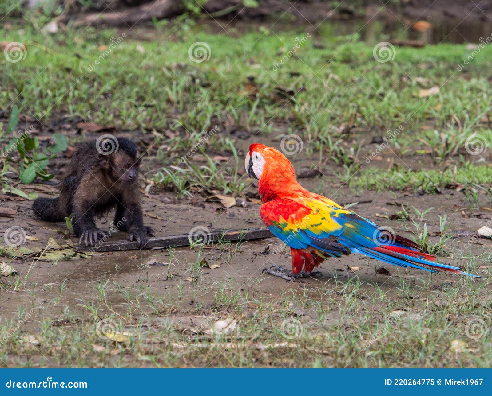 The Scarlet Macaw and Monkey Stock Image - Image of forests, peru ...
