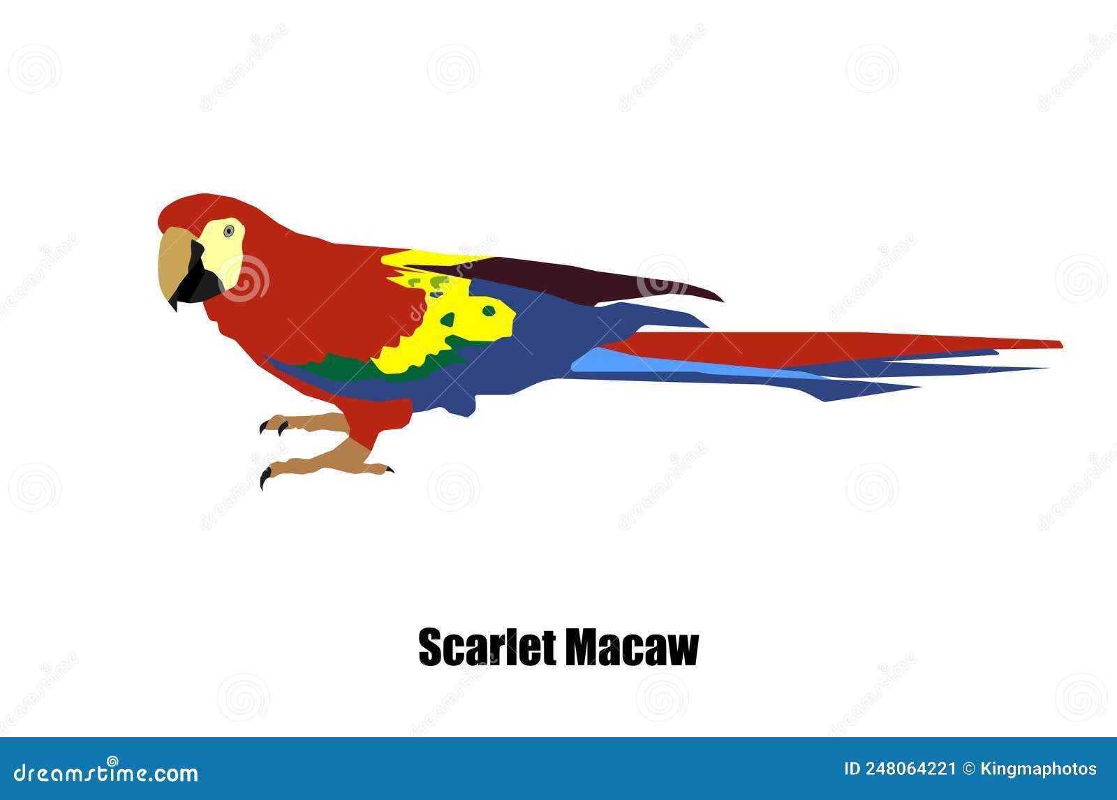 Scarlet Macaw Parrot Ara Macao Vector On Isolated White Background ...