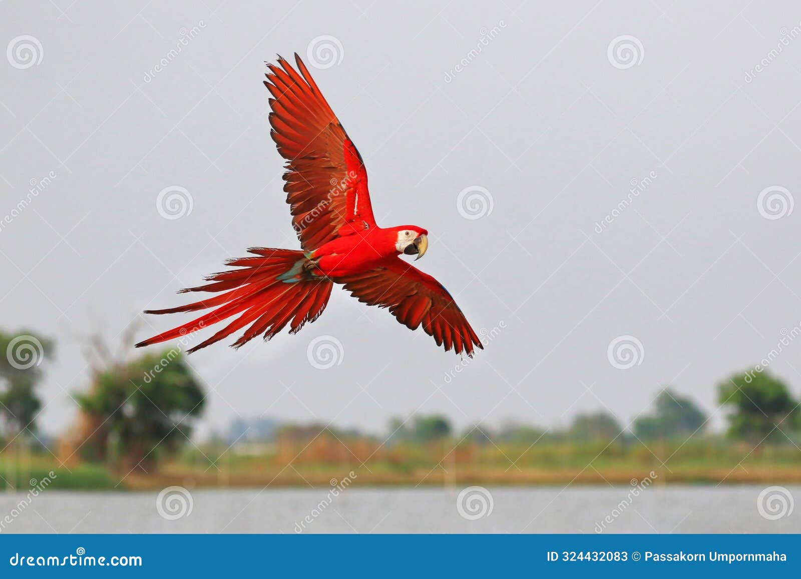 Scarlet Macaw Parrot Flying in the Forest. Stock Image - Image of bird ...