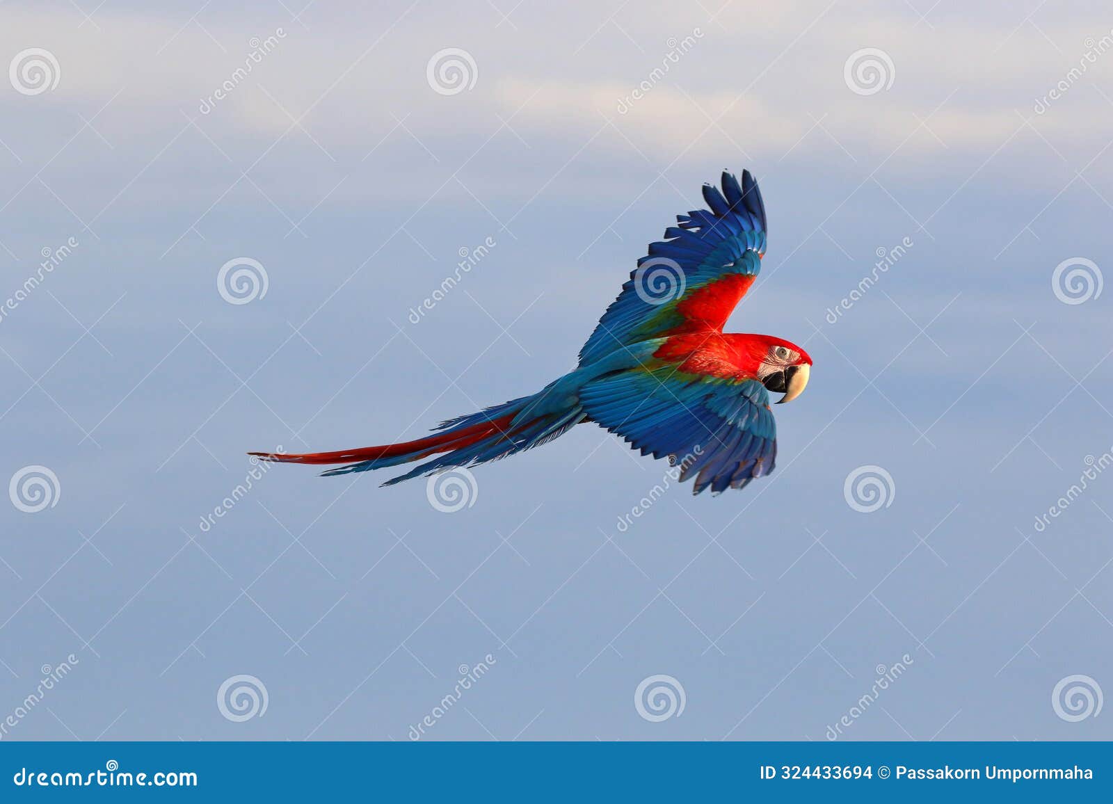 Scarlet Macaw Parrot Flying in the Sky. Stock Photo - Image of forest ...