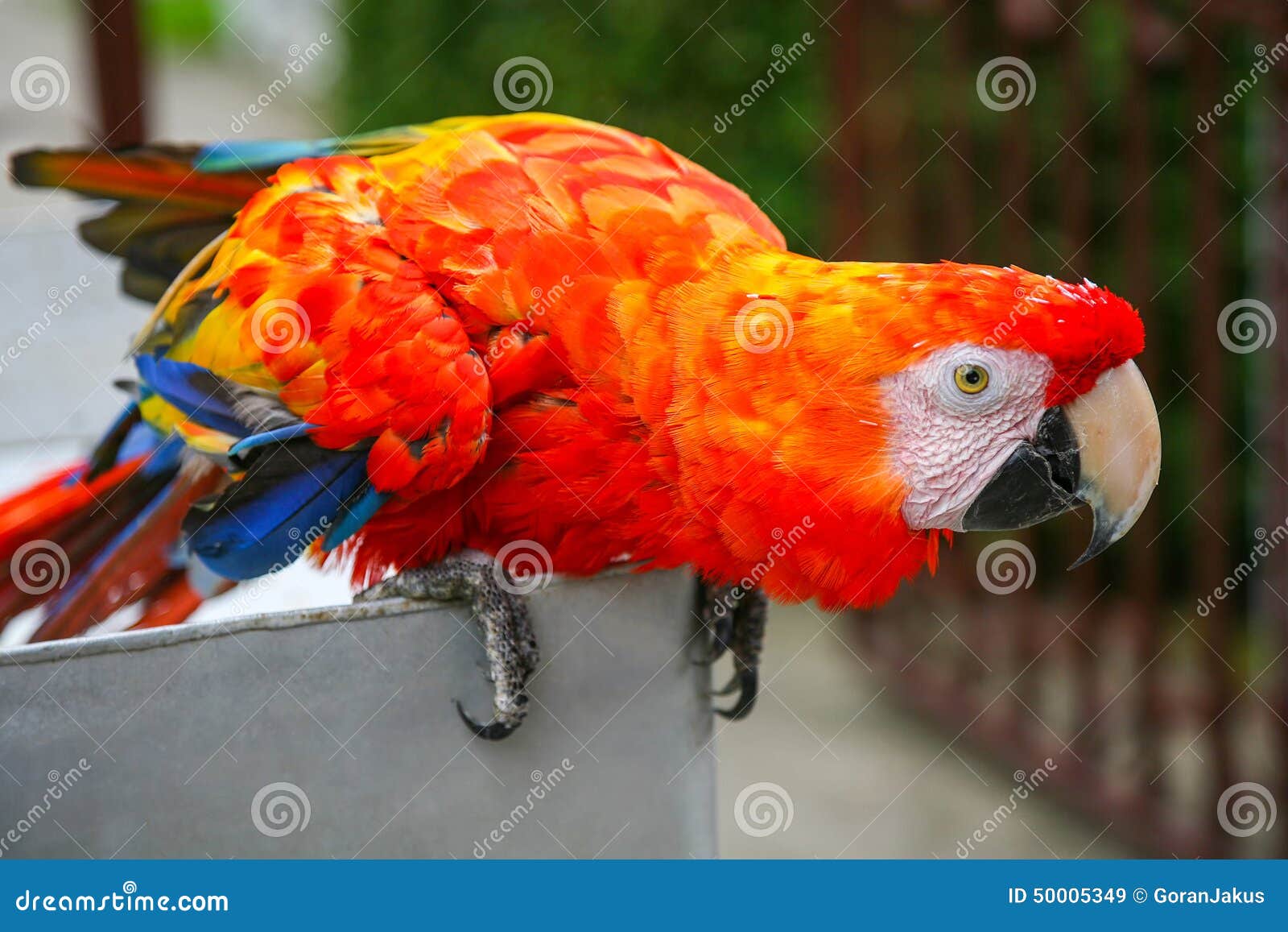 Scarlet macaw parrot stock image. Image of feather, blue - 50005349