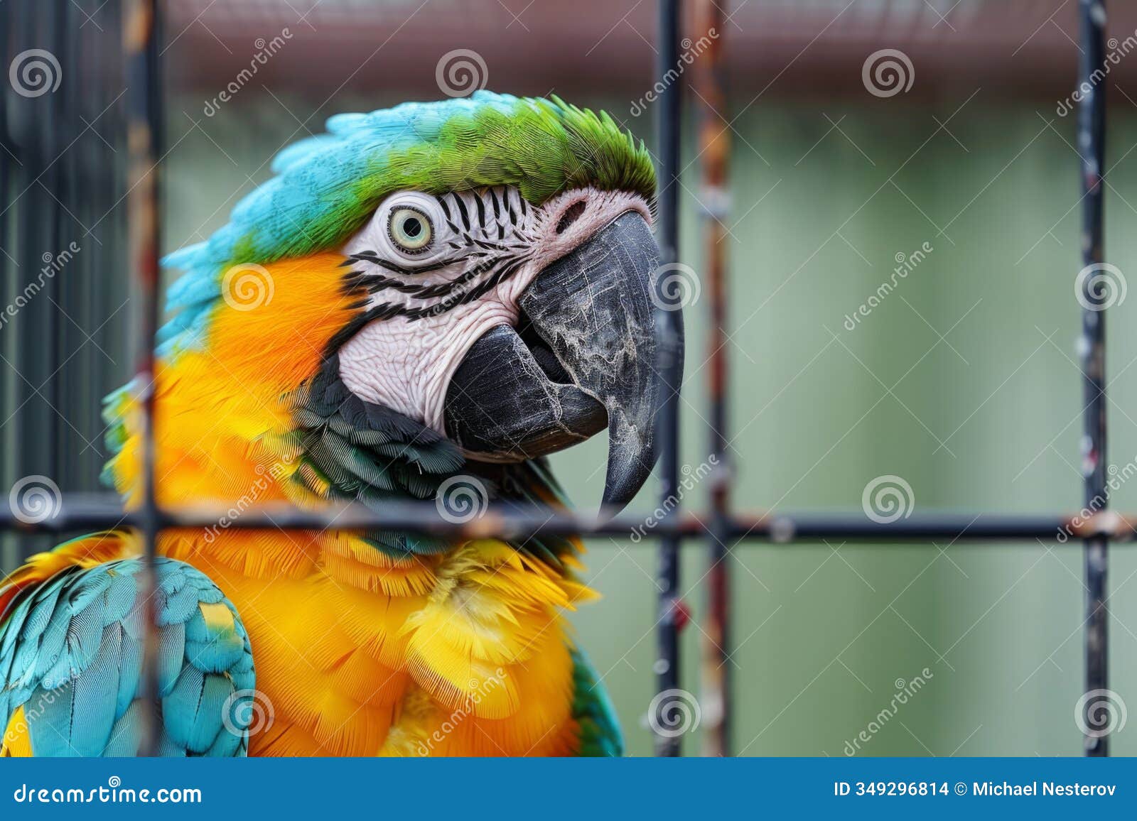 Scarlet Macaw Parrot Standing Behind Bars in Captivity Stock Photo ...
