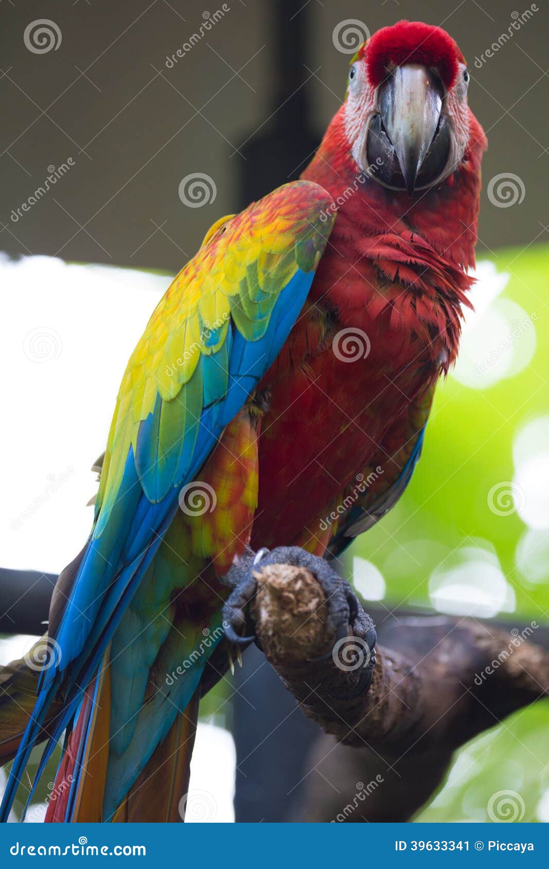 Scarlet Macaw on Perch stock image. Image of perching - 39633341