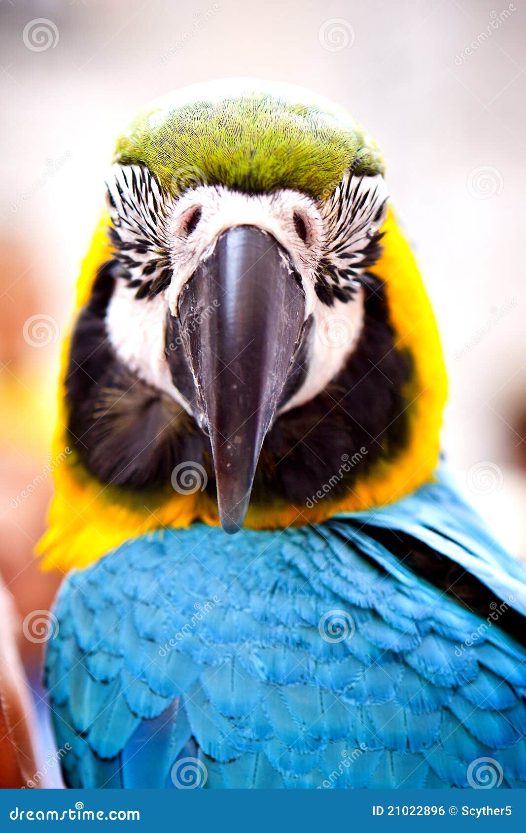 Scarlet Macaw on Perch. Hello Parrot. Stock Photo - Image of life ...