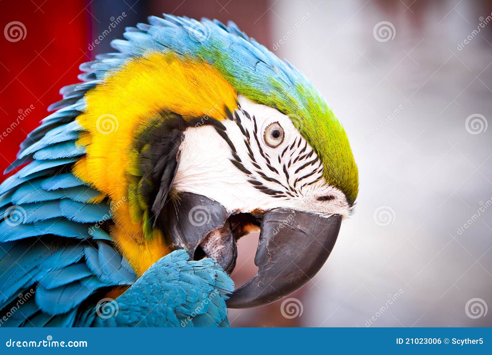 Scarlet Macaw on Perch. Hello Parrot. Stock Photo - Image of exoticism ...