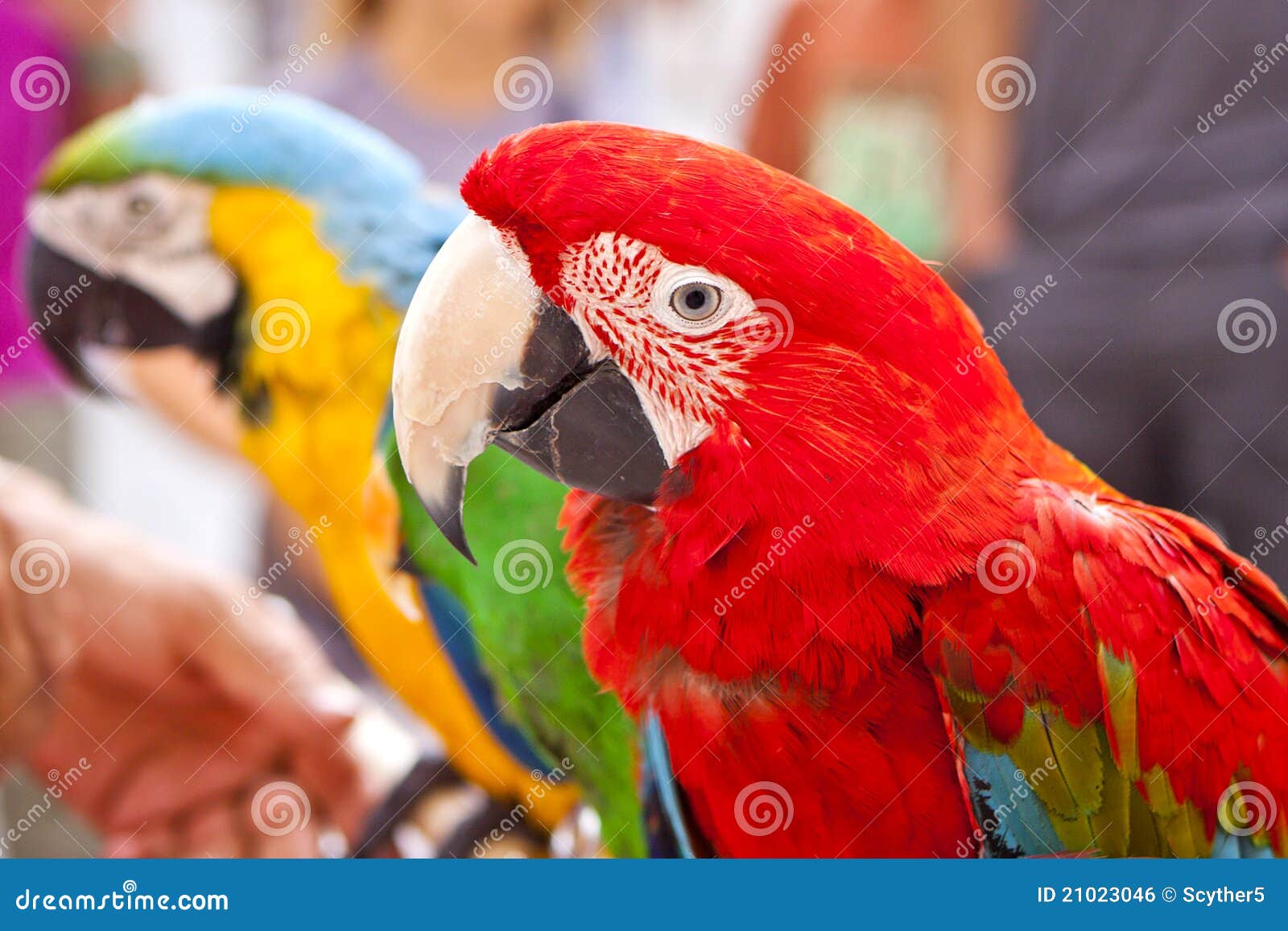 Scarlet Macaw on Perch. Hello Parrot. Stock Photo - Image of wildlife ...